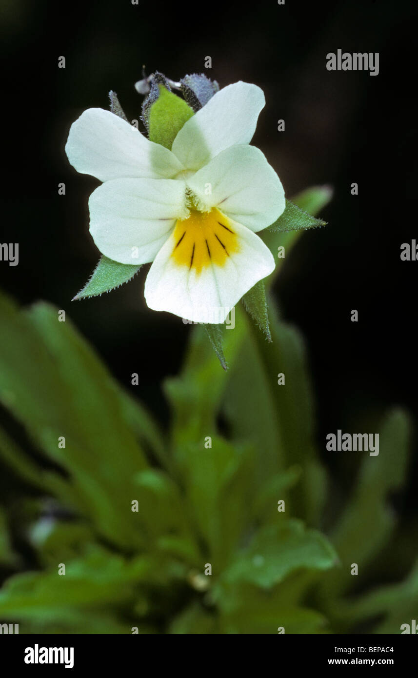Field pansy (Viola arvensis) in flower Stock Photo - Alamy