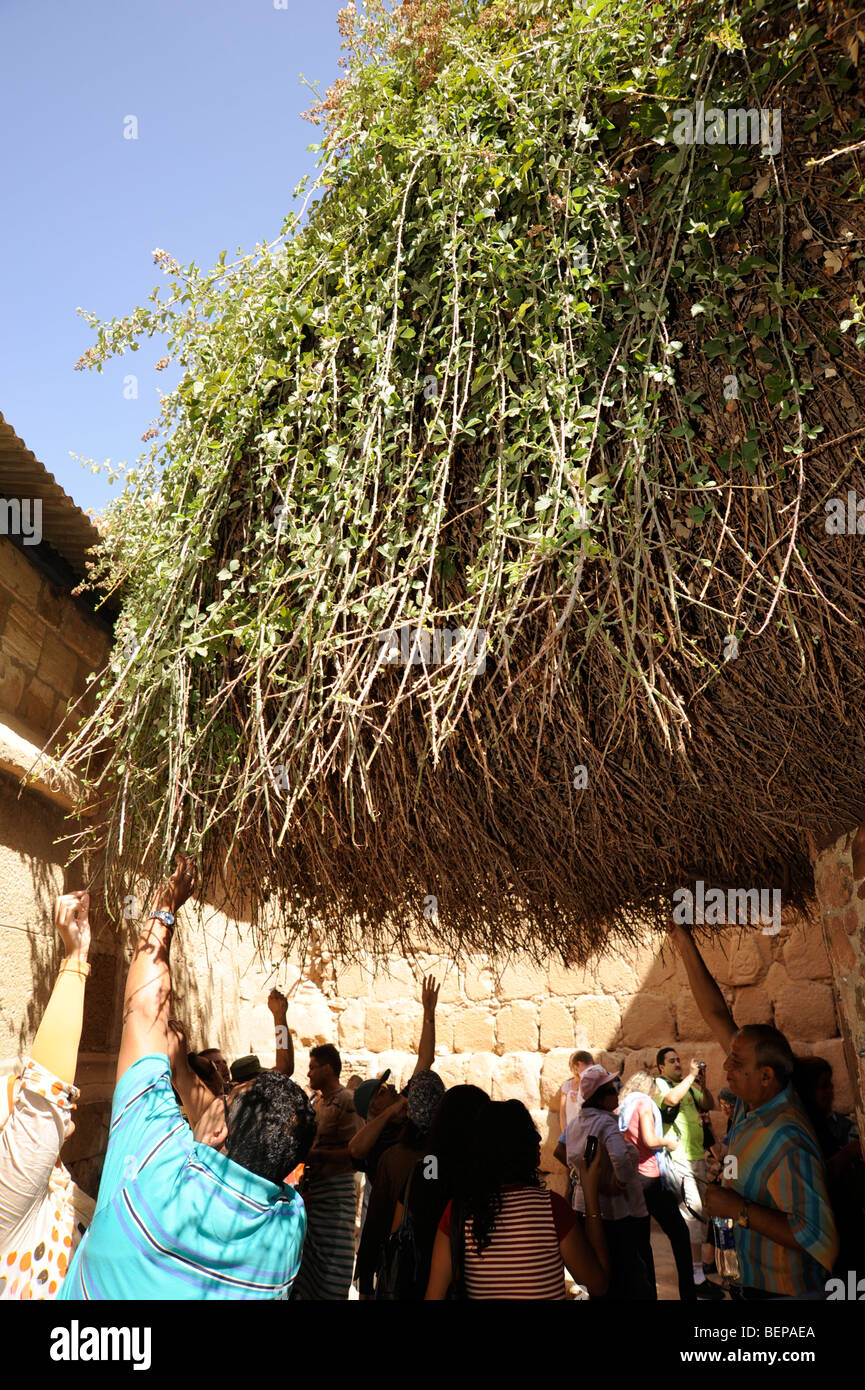 People reach to touch the burning bush inside St. Catherines monastery ...