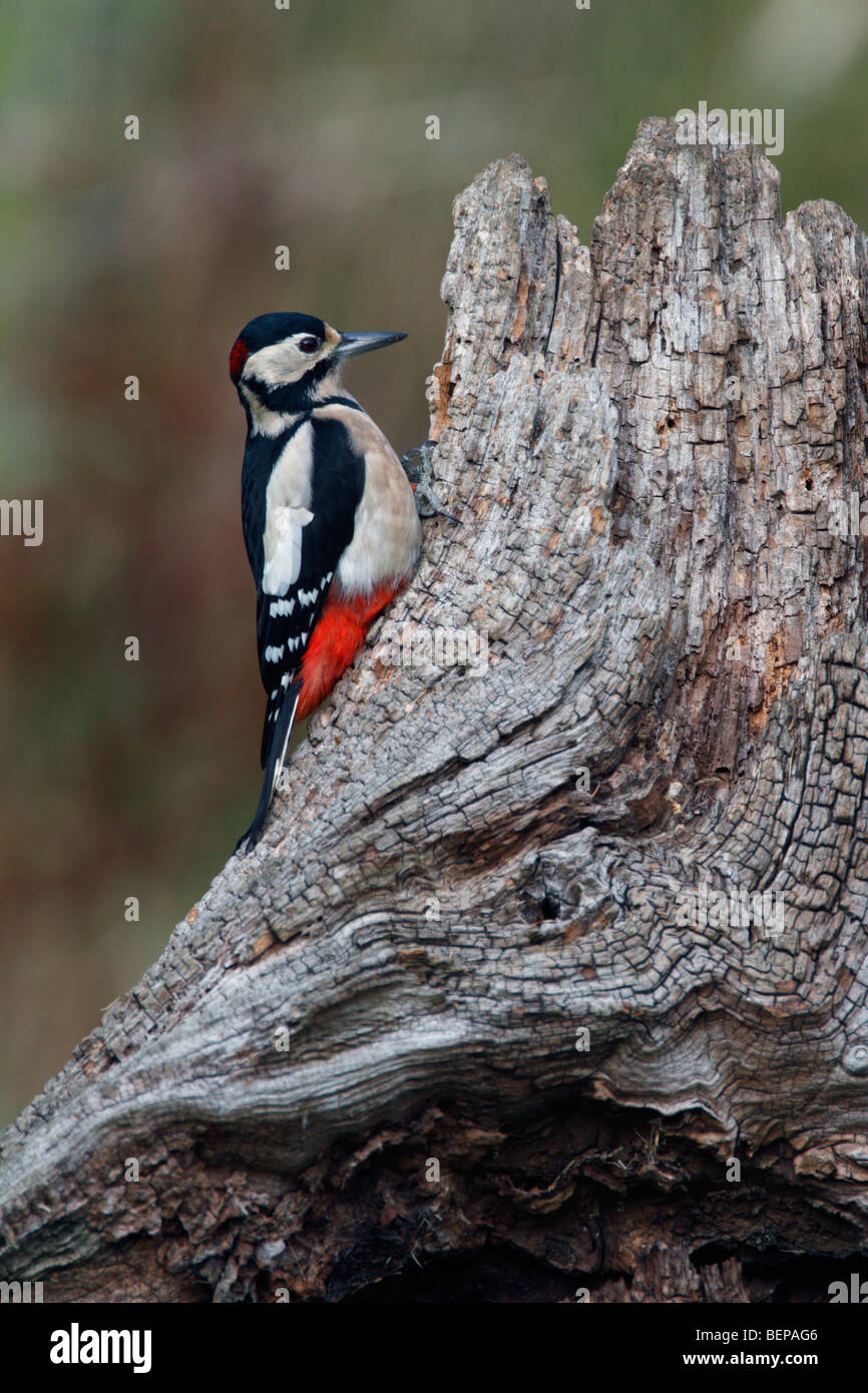 Great spotted woodpecker Dendrocopos major Stock Photo - Alamy