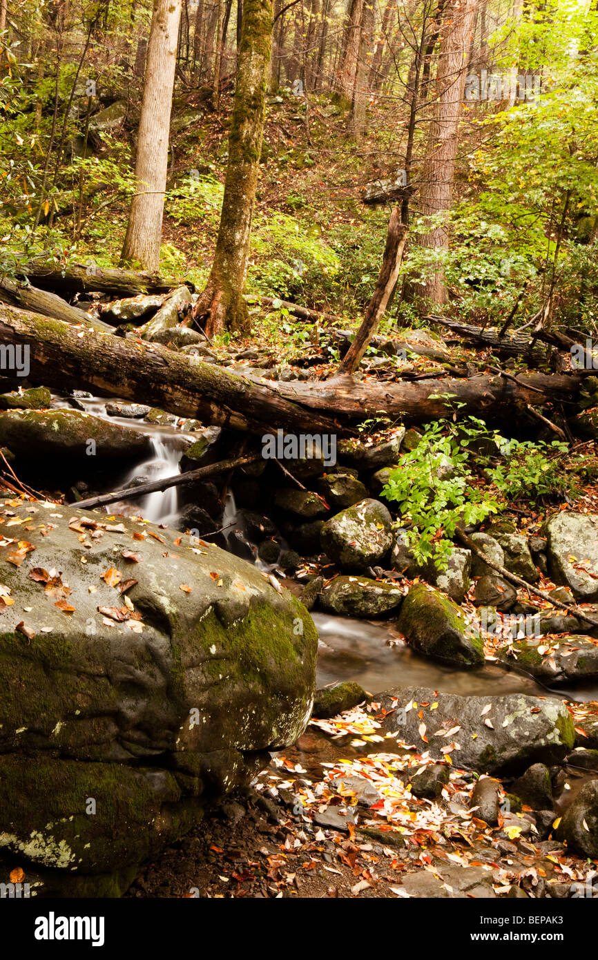 Creek, Great Smoky Mountains National Park, Tennessee Stock Photo - Alamy