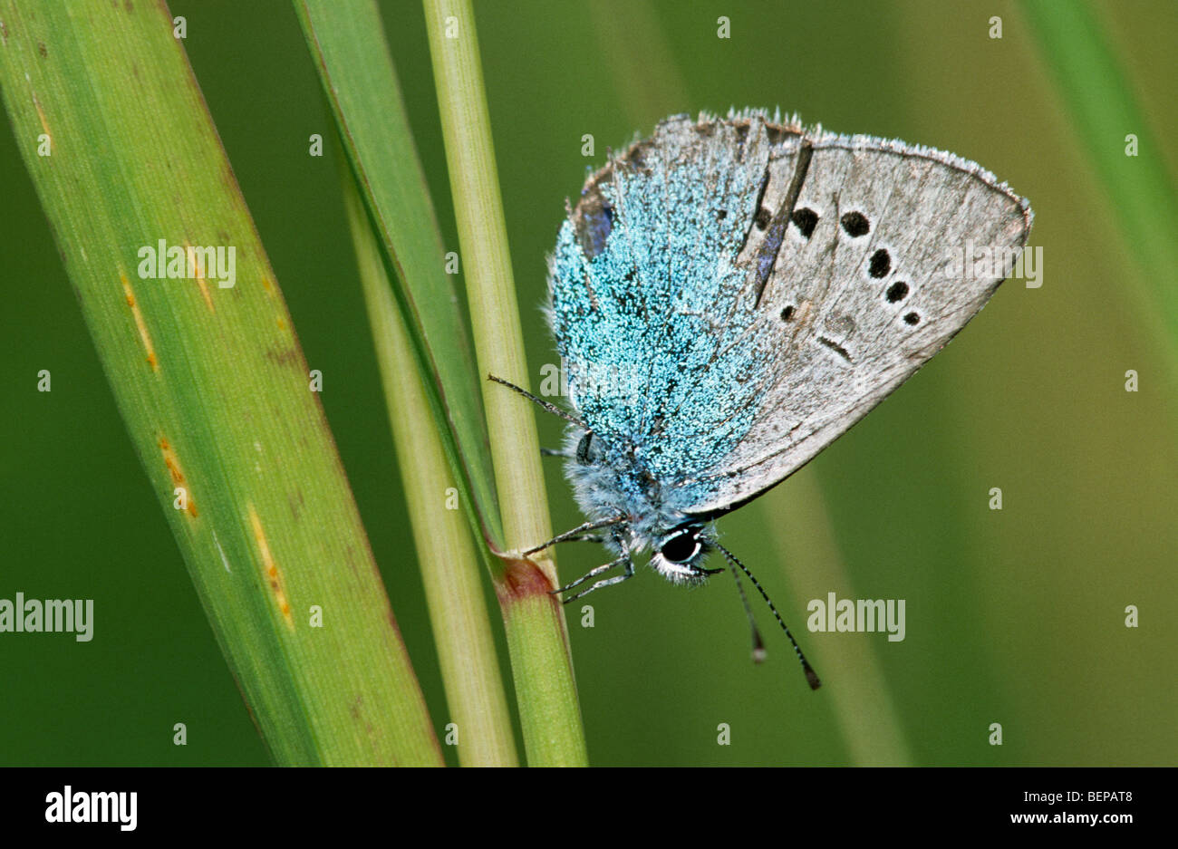 Green-underside blue (Glaucopsyche alexis) on stalk, France Stock Photo ...