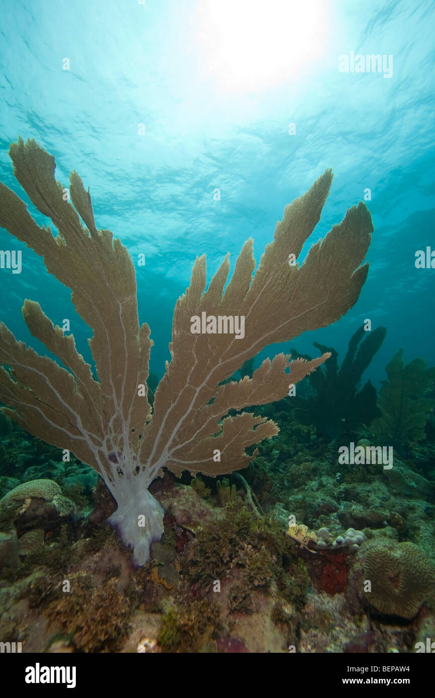 Common Sea Fan (Gorgonia ventalina) and fish on a coral reef, Bonaire ...