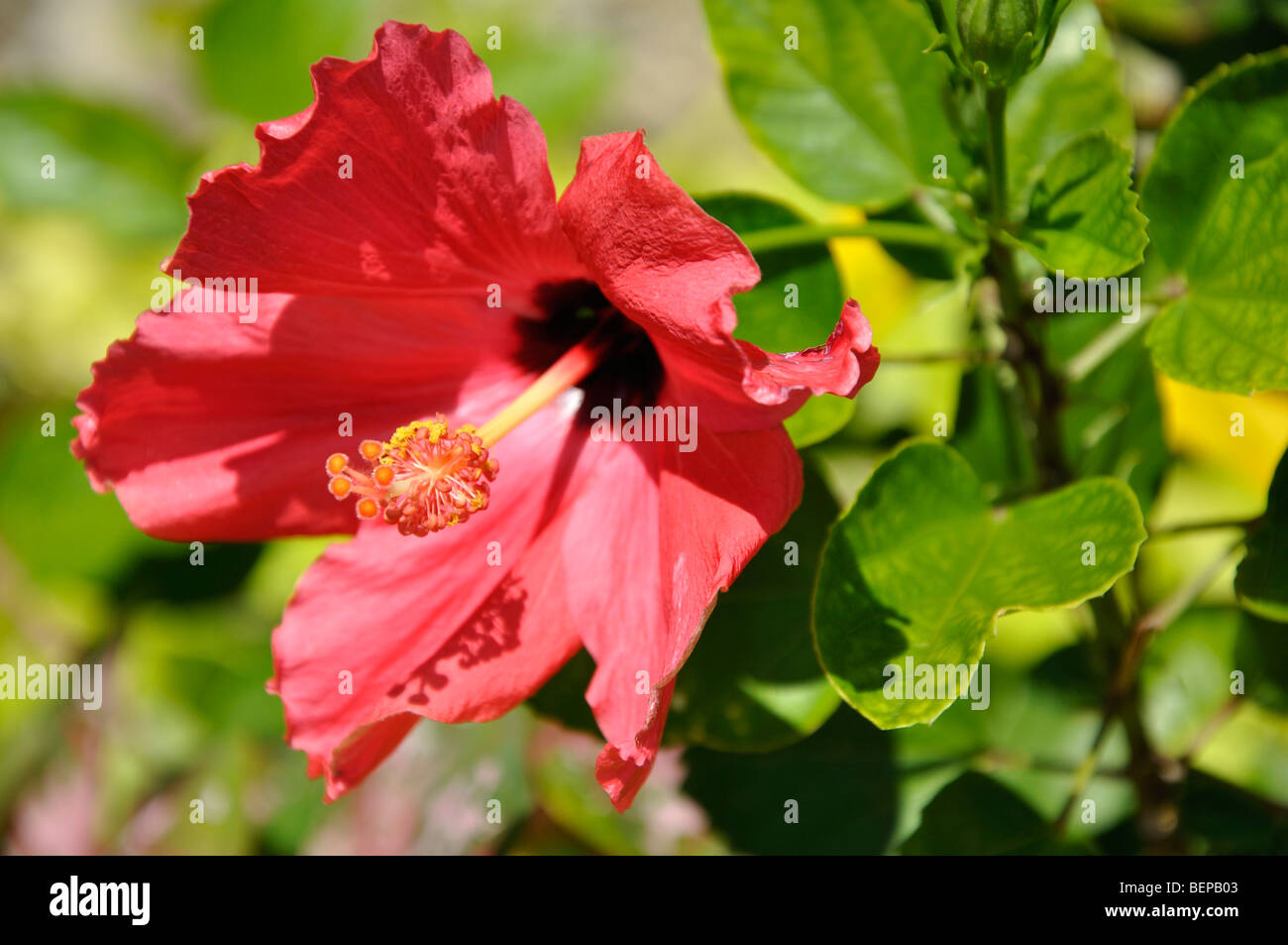 Hibiscus rosa sinensis scarlet giant pink red hi-res stock photography ...