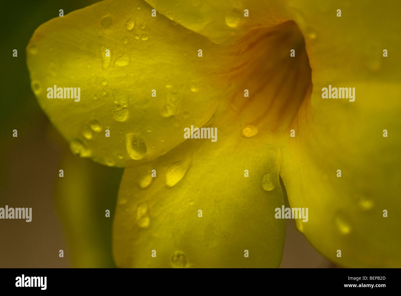 golden flower with water droplets Stock Photo - Alamy