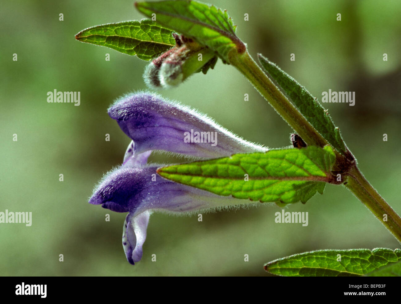 Common skullcap / marsh skullcap / hooded skullcap (Scutellaria ...