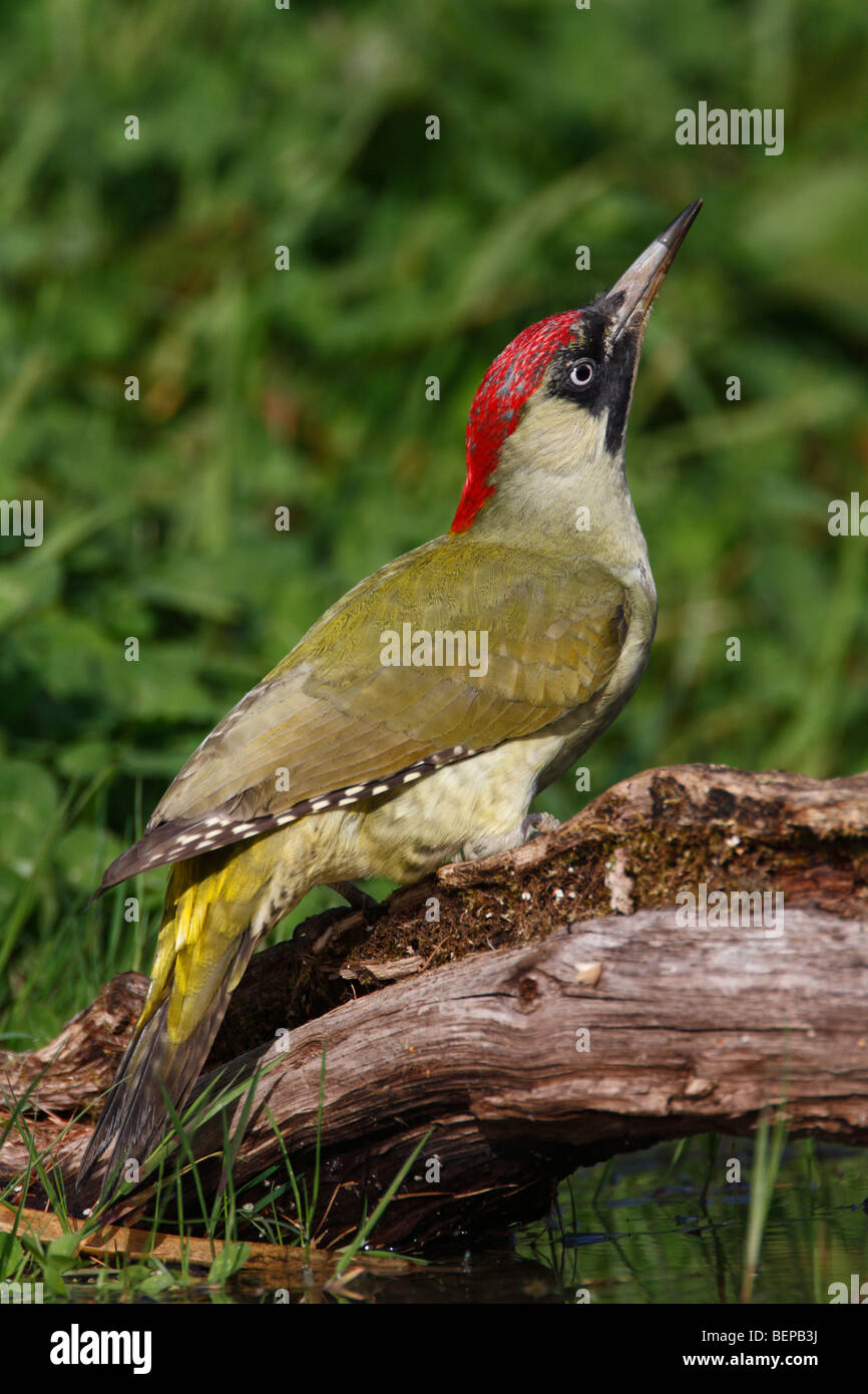 Viridis hi-res stock photography and images - Alamy