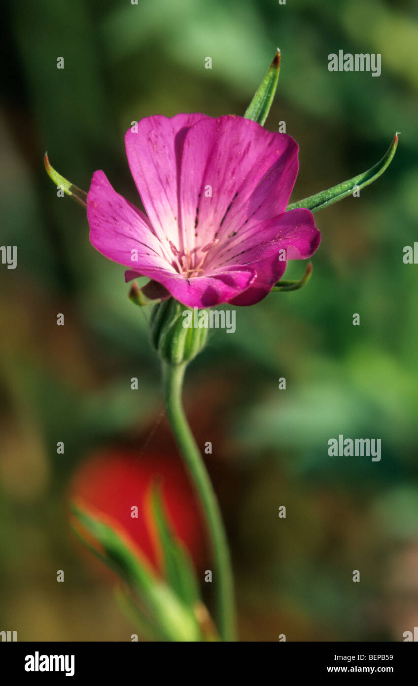 Corn cockle uk hi-res stock photography and images - Alamy