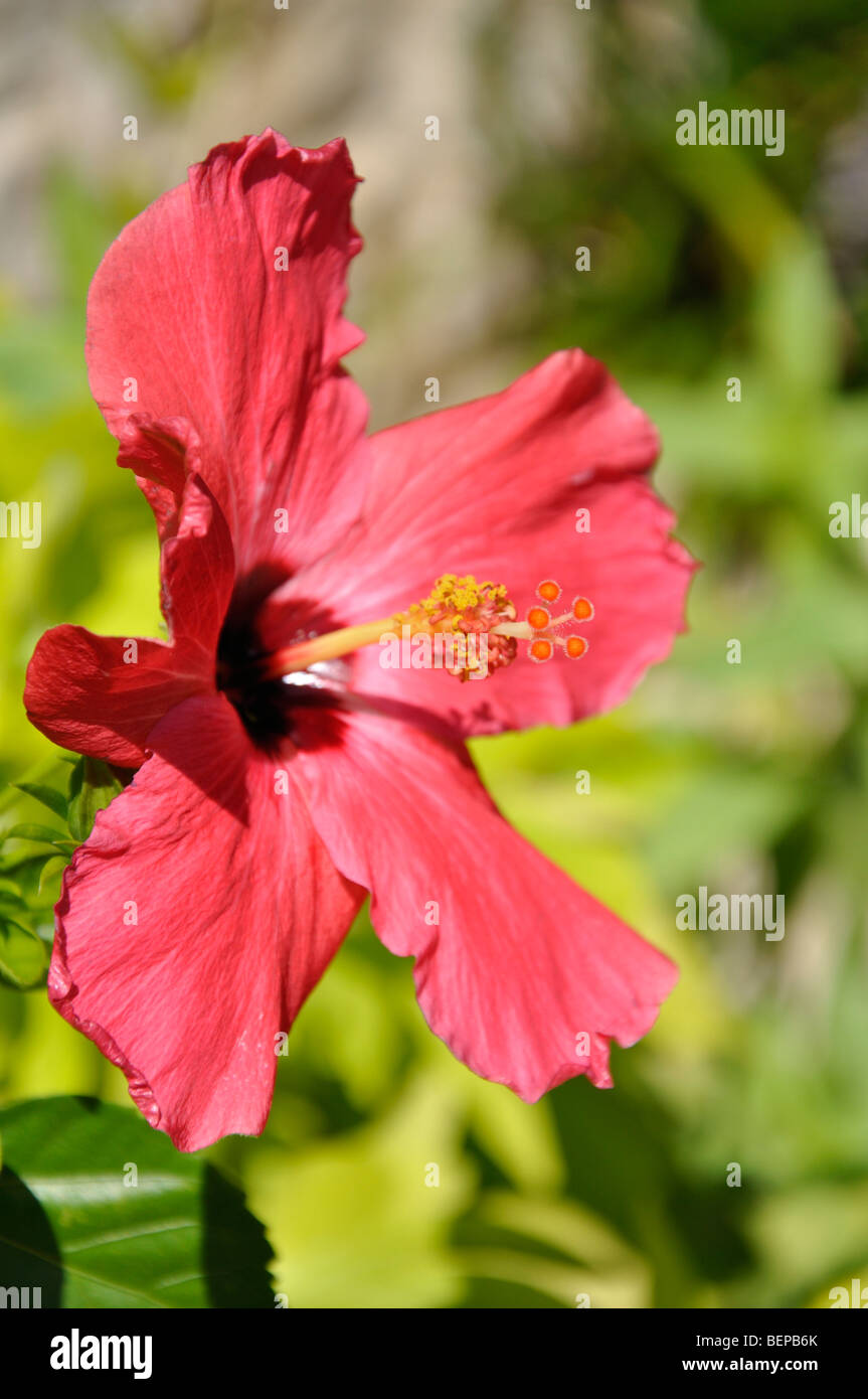 Red hibiscus bush hi-res stock photography and images - Alamy
