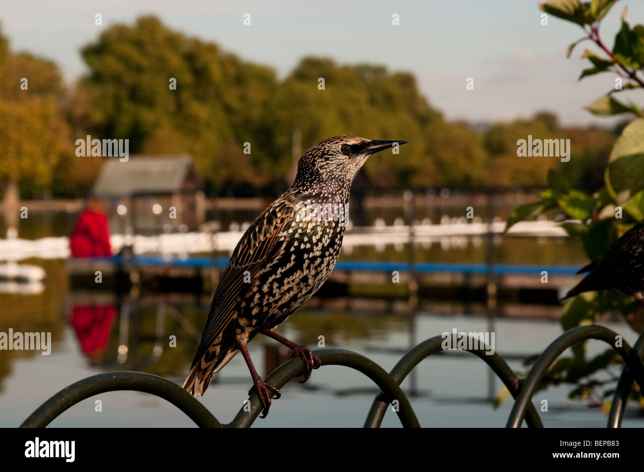 Westminster wildlife hi-res stock photography and images - Alamy