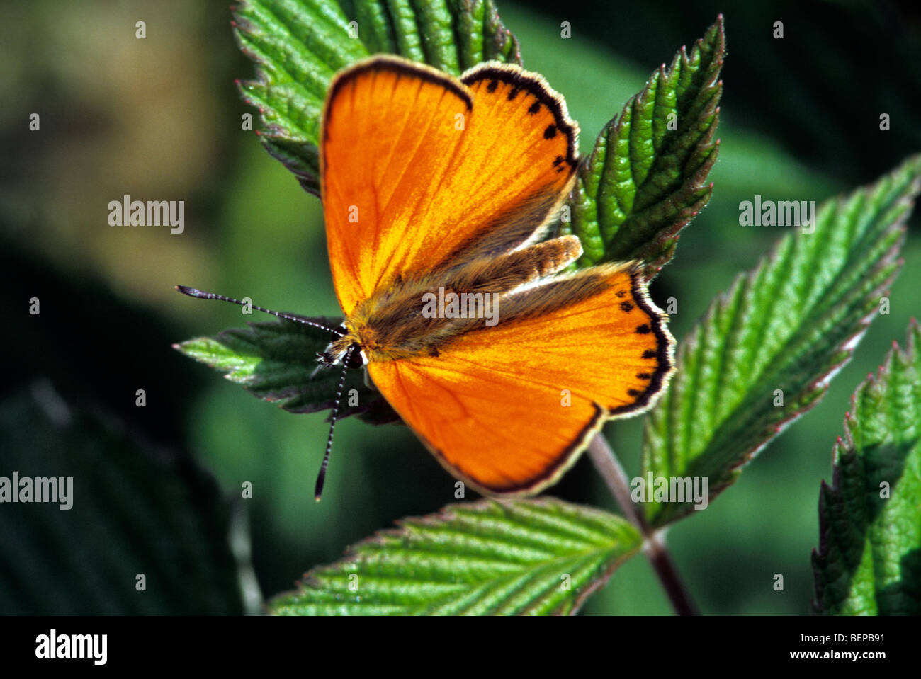 Large copper (Lycaena dispar), the Alps, France Stock Photo - Alamy