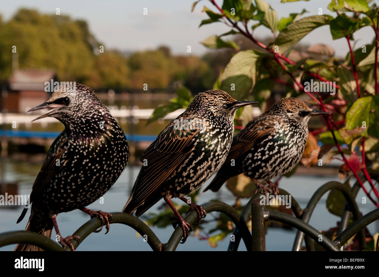 Three Starlings, Hyde Park, London, Westminster, SW1 Stock Photo - Alamy