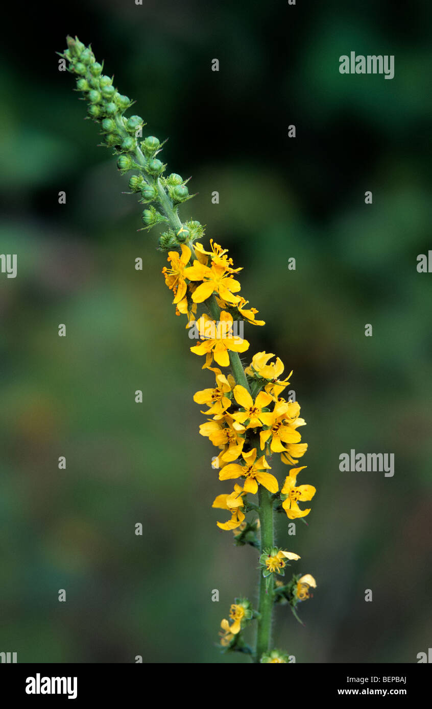 Common agrimony / European groovebur / church steeples / sticklewort ...