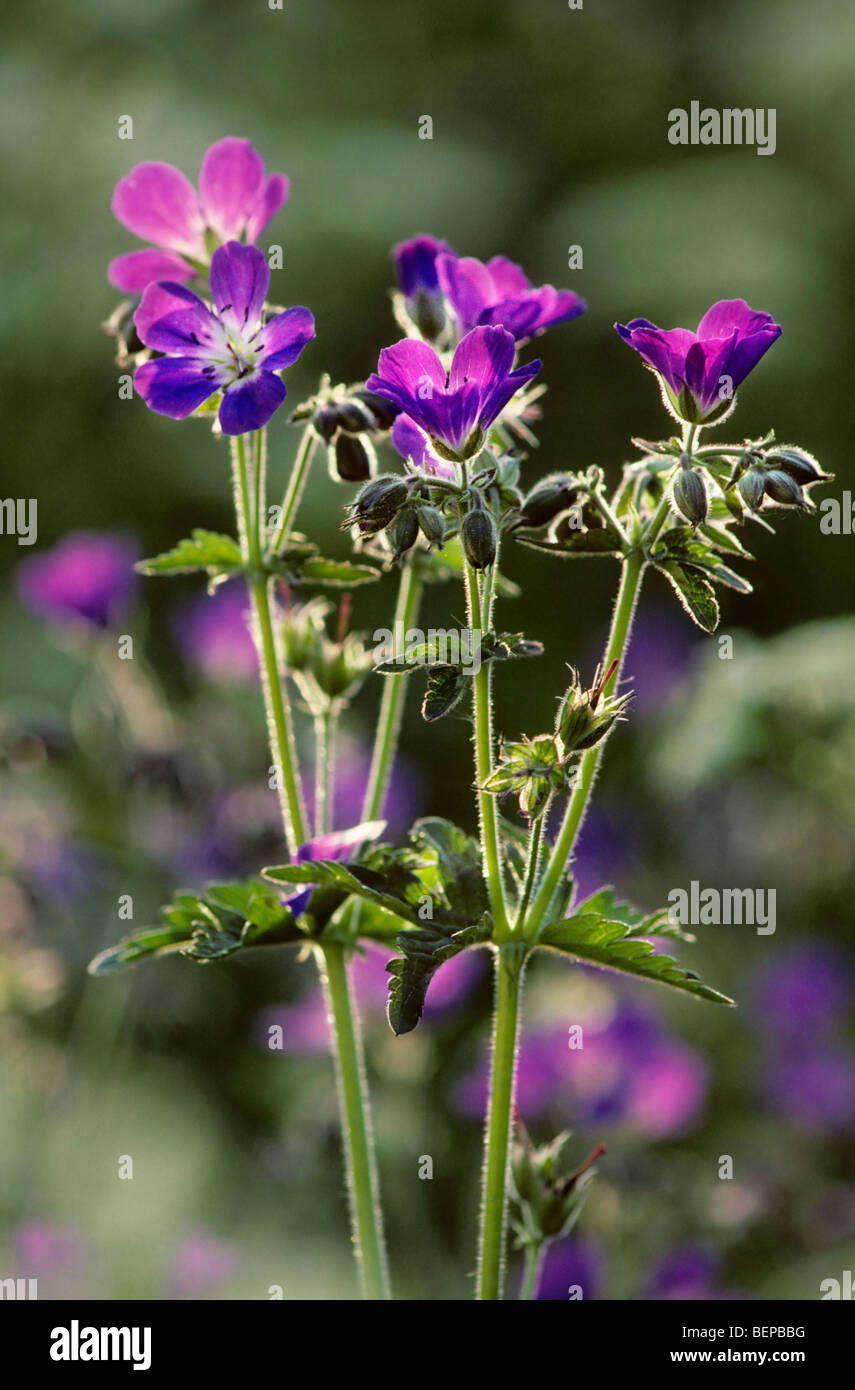 Wood cranesbill / woodland geranium (Geranium sylvaticum) in flower ...
