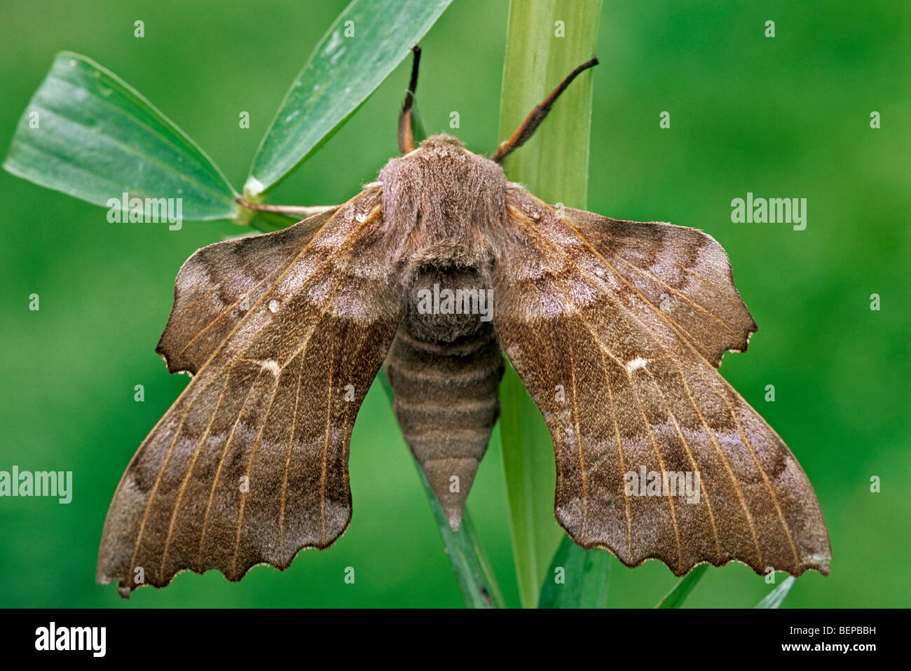 Poplar hawk moth (Laothoe populi), Europe Stock Photo - Alamy