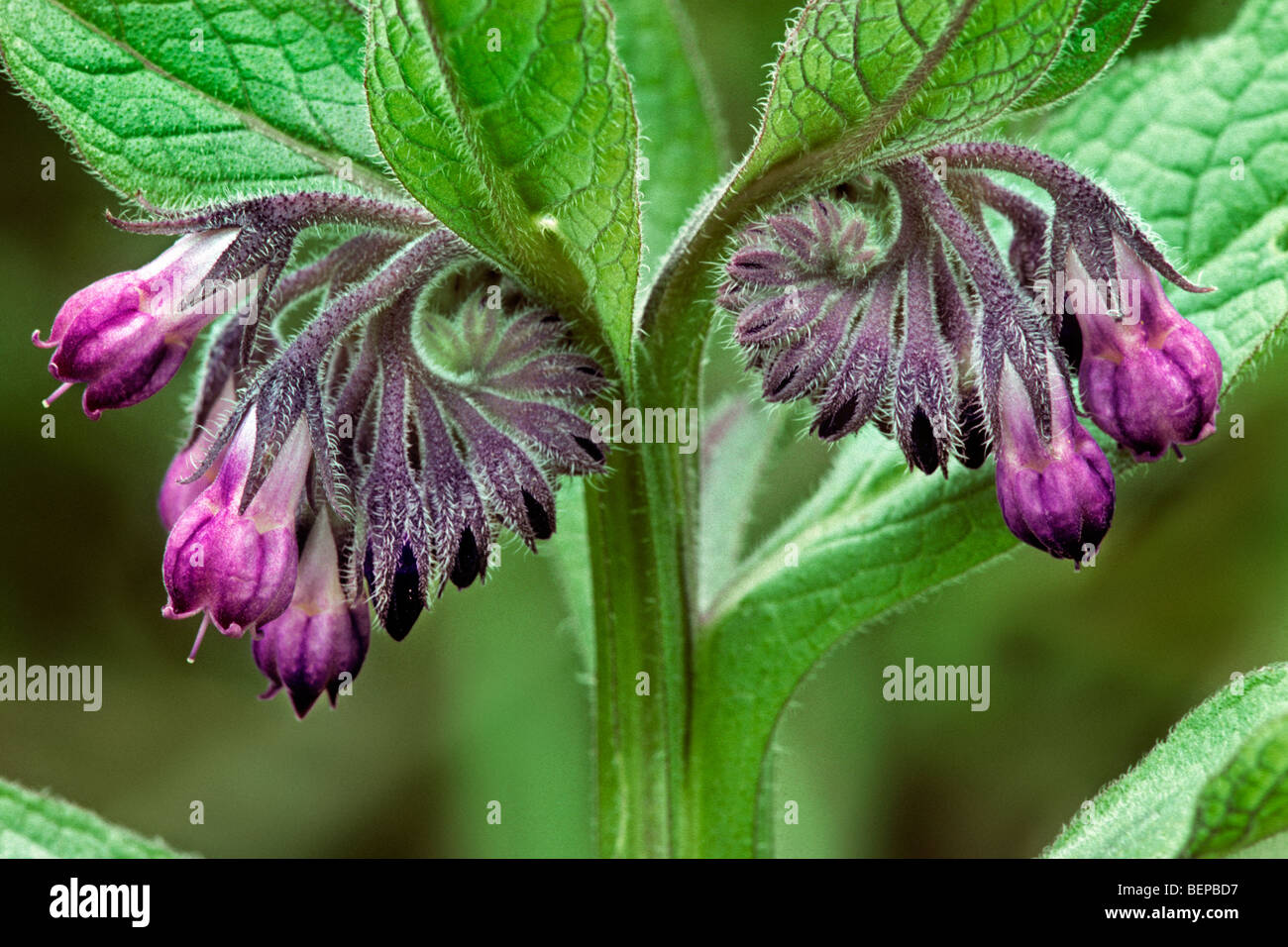 Knitbone High Resolution Stock Photography and Images - Alamy