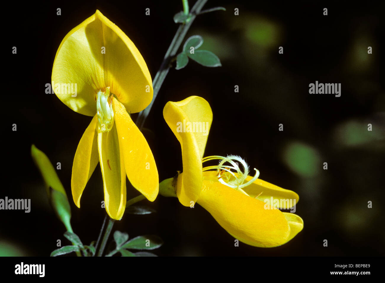 Common Broom / Scotch Broom (Cytisus scoparius / Sarothamnus scoparius ...