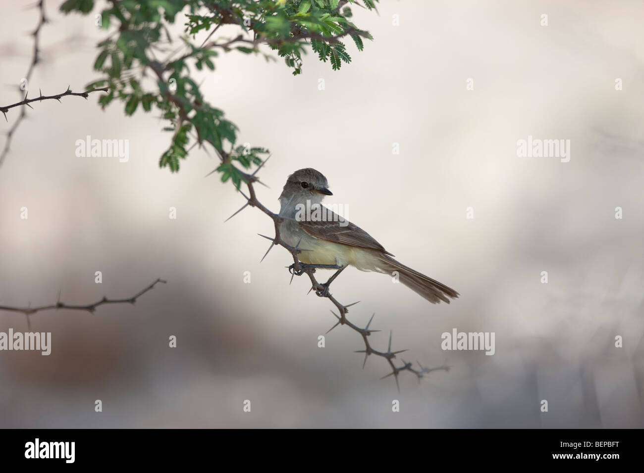 Northern scrub flycatcher hi-res stock photography and images - Alamy