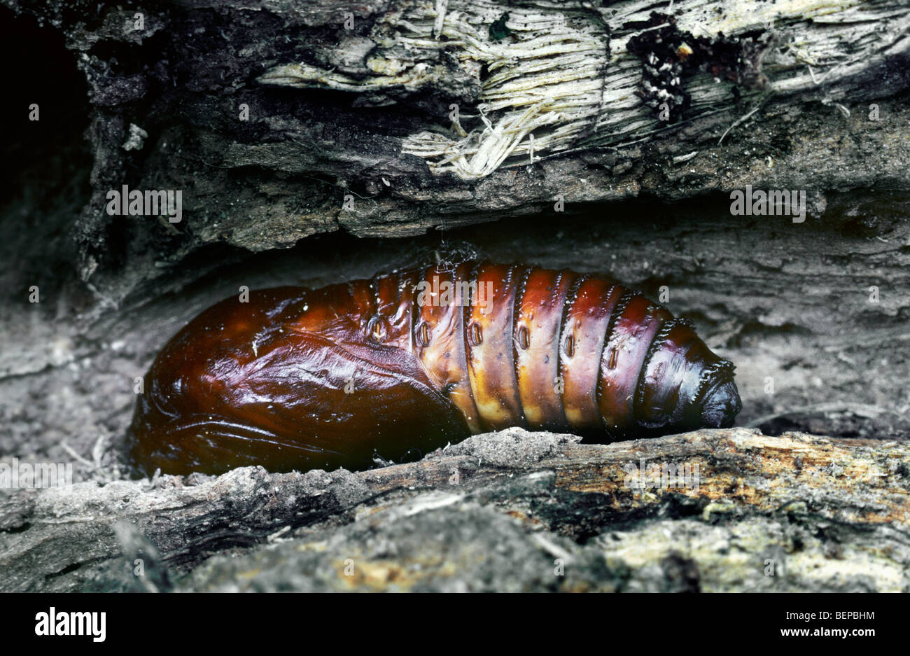 Goat moth cossus cossus pupa hi-res stock photography and images - Alamy