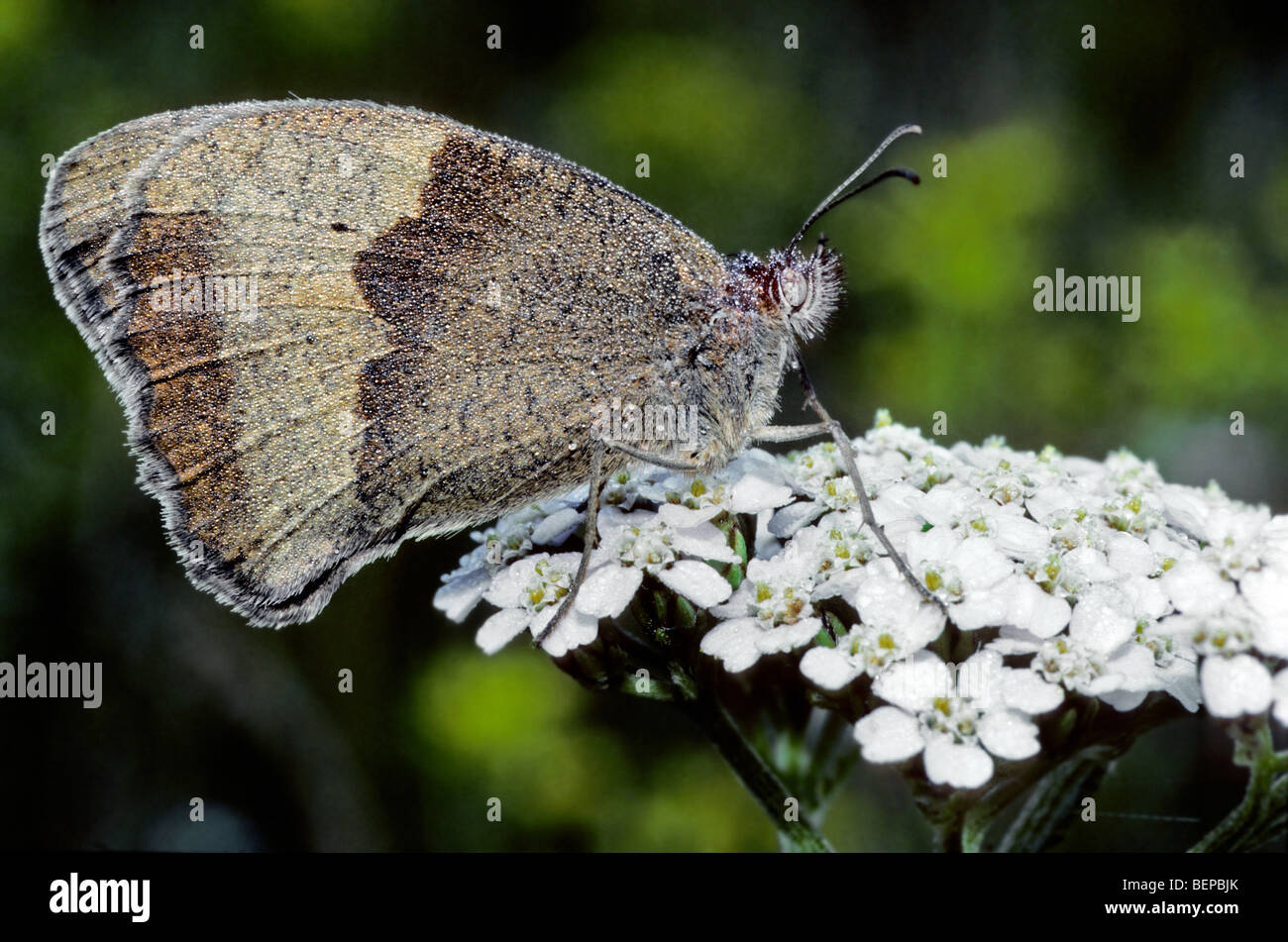 Meadow brown (Maniola jurtina) on yarrow, Belgium Stock Photo - Alamy