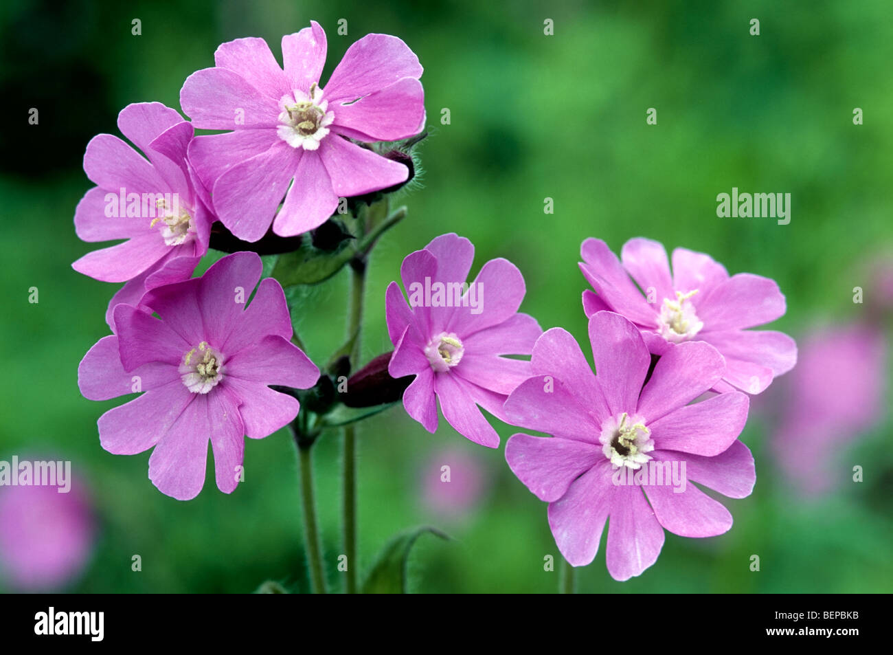 Red campion (Silene dioica / Melandrium rubrum) flowering in meadow in ...