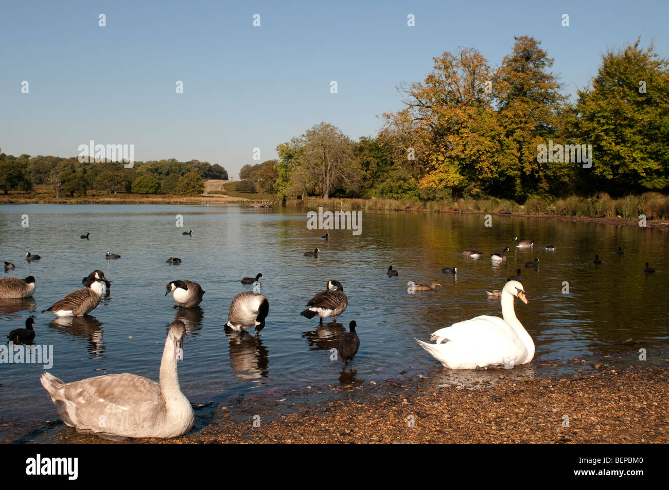 Pen Pond Richmond Park Surrey UK Stock Photo - Alamy