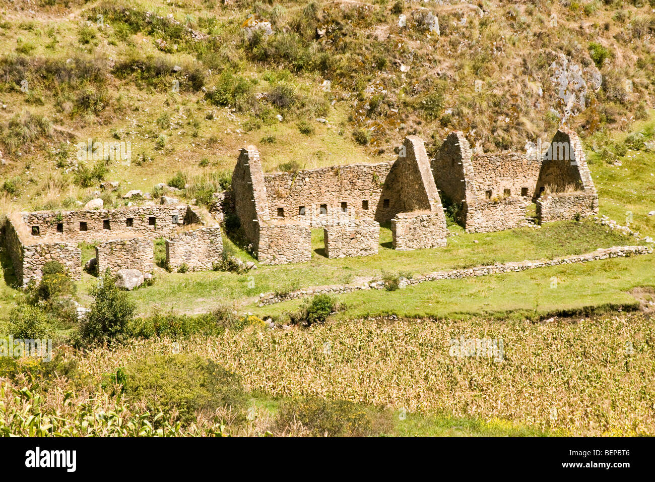 Inca maize hi-res stock photography and images - Alamy