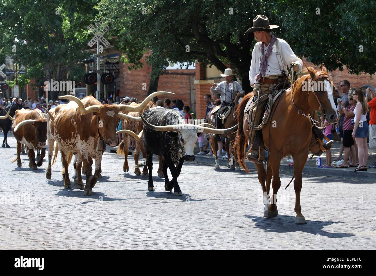 Cattle Drive High Resolution Stock Photography and Images - Alamy