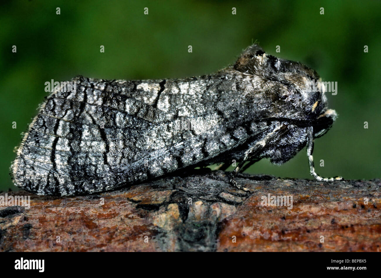 Goat moth (Cossus cossus), Belgium Stock Photo - Alamy