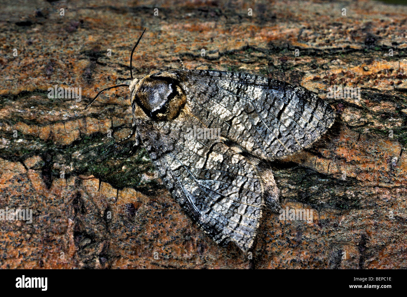 Goat moth (Cossus cossus) camouflaged on bark, Belgium Stock Photo - Alamy