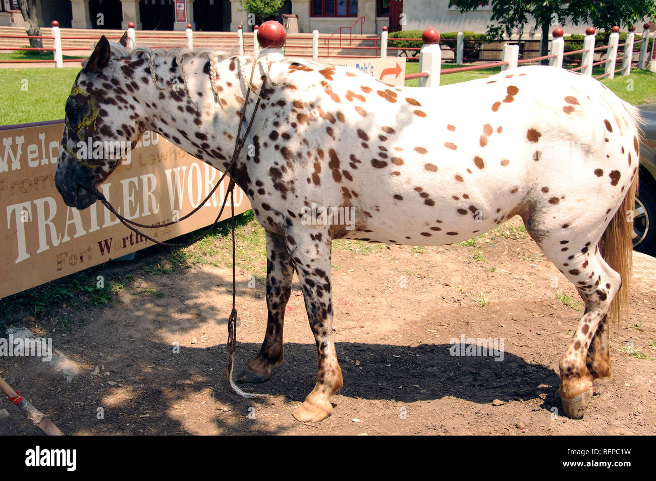 Red Indian's pony, Texas Stock Photo - Alamy