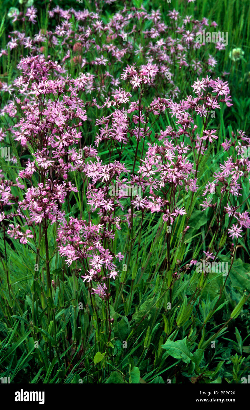 Ragged Robin (Silene flos-cuculi / Lychnis flos-cuculi) in flower in ...