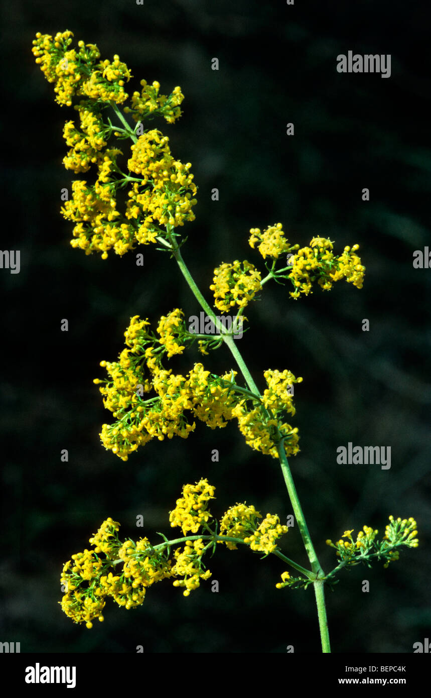 Lady's Bedstraw / Yellow Bedstraw (Galium verum) in flower Stock Photo ...
