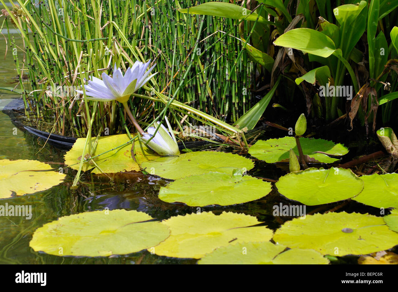 Water lily - Nymphaeaceae Stock Photo - Alamy