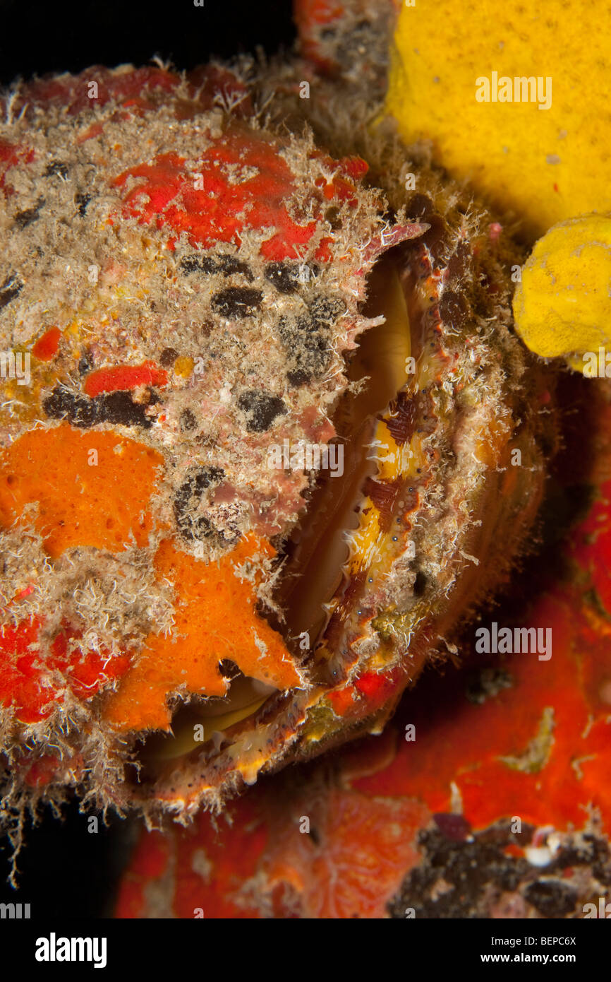 Clam ocean hi-res stock photography and images - Alamy