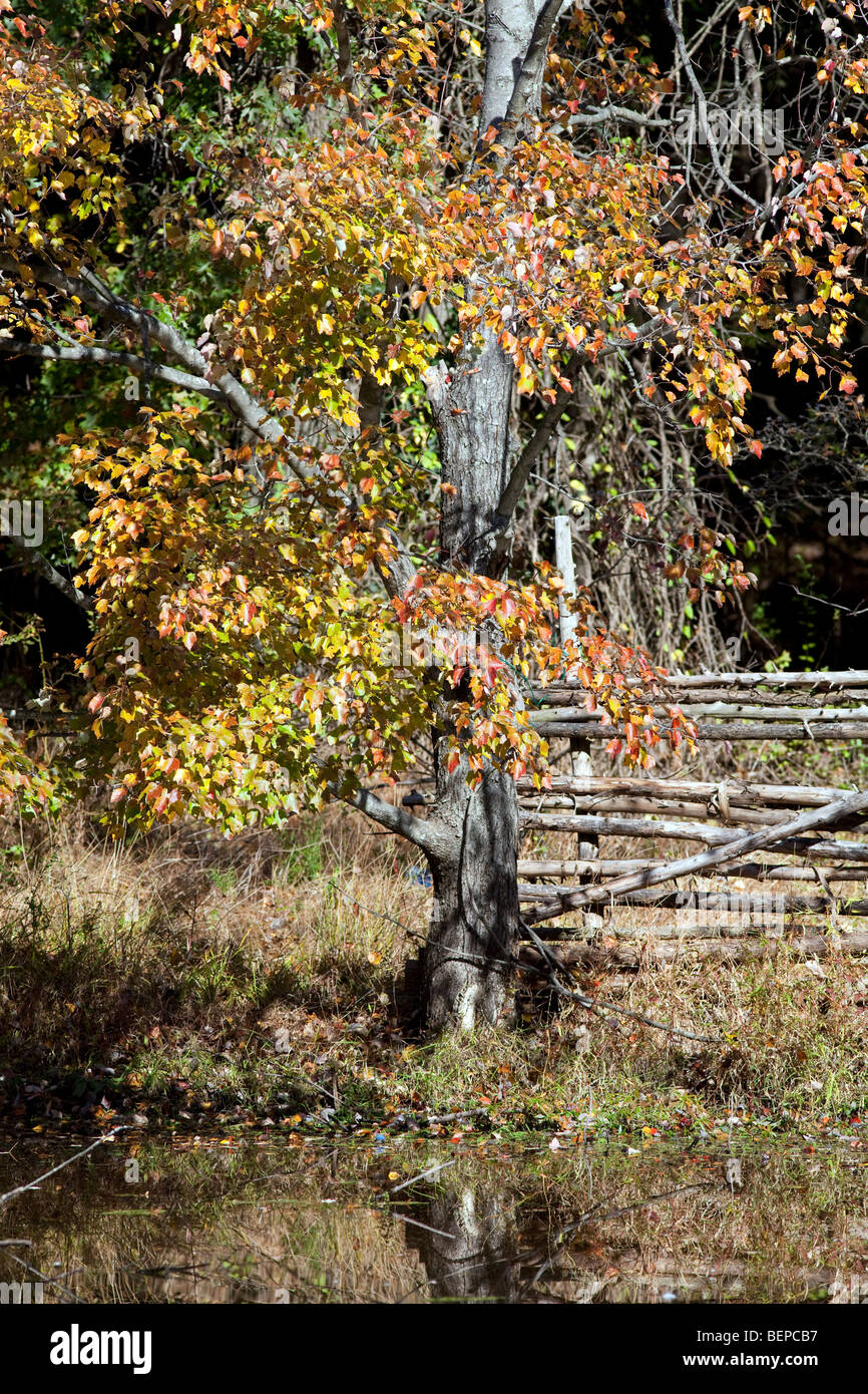 Red maple maples hi-res stock photography and images - Alamy