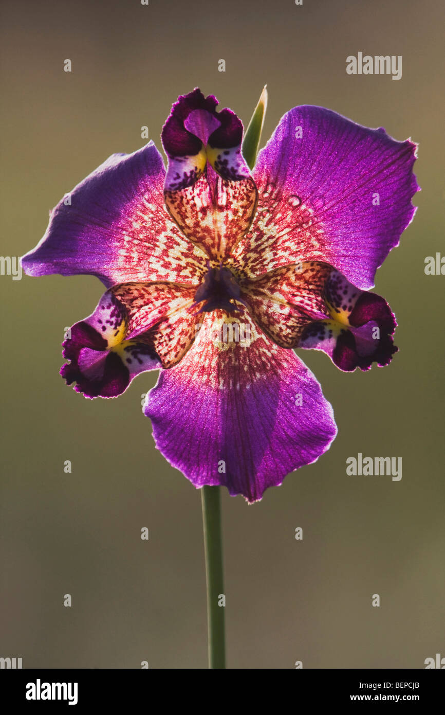 Alophia hi-res stock photography and images - Alamy
