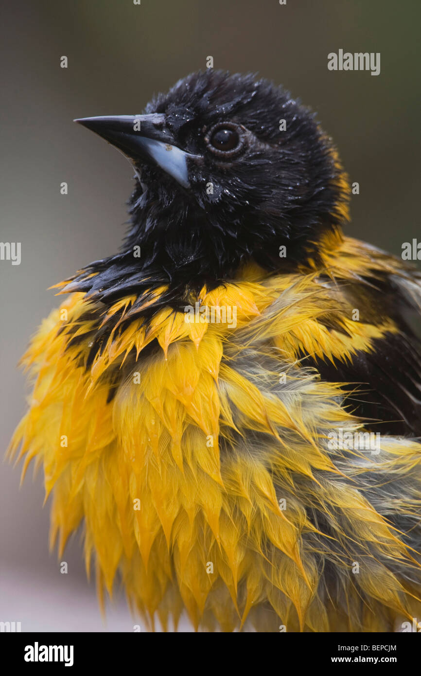 Audubons oriole hi-res stock photography and images - Alamy
