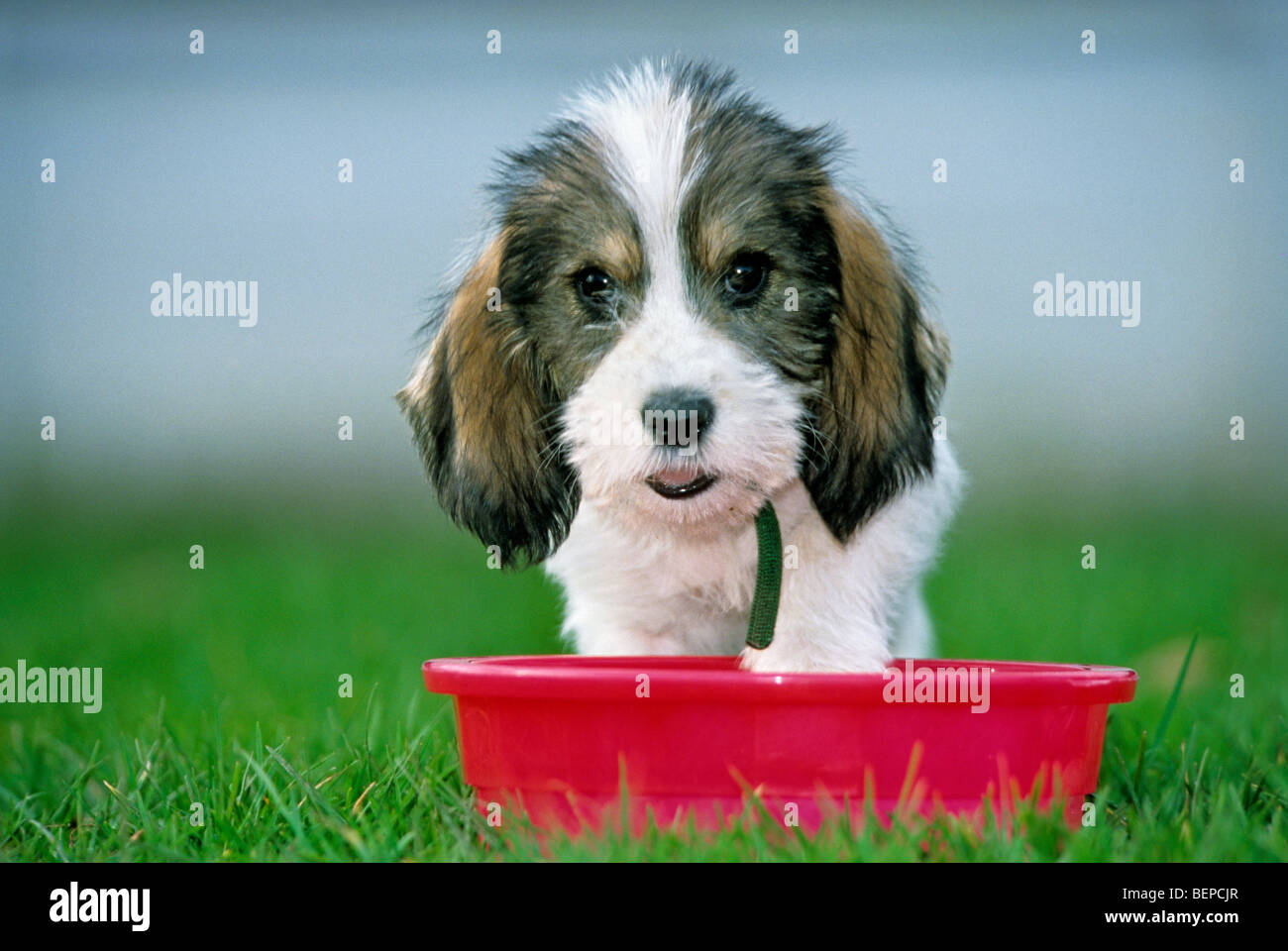 French Griffon Dog Breed