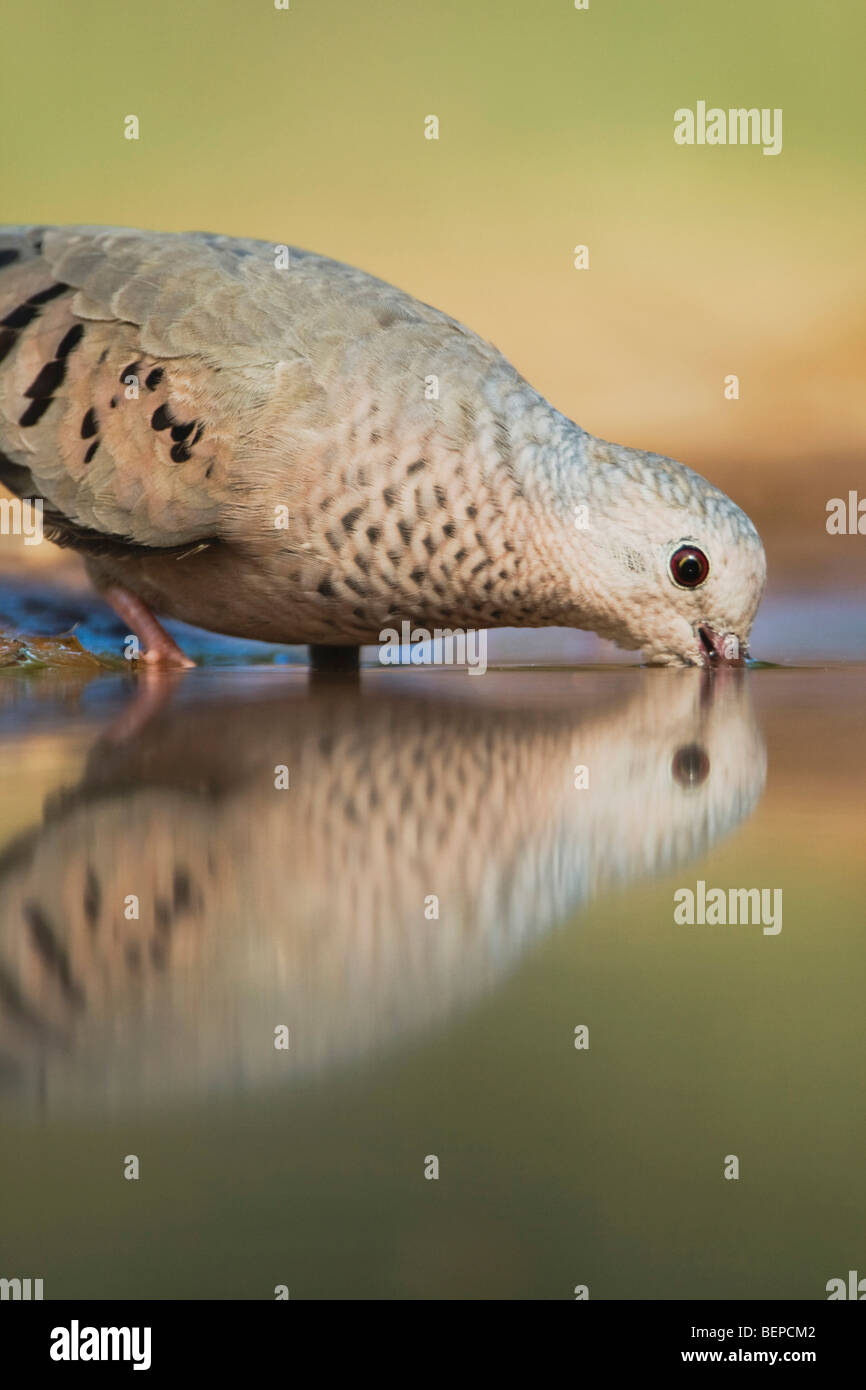 Common backyard animals hi-res stock photography and images - Alamy