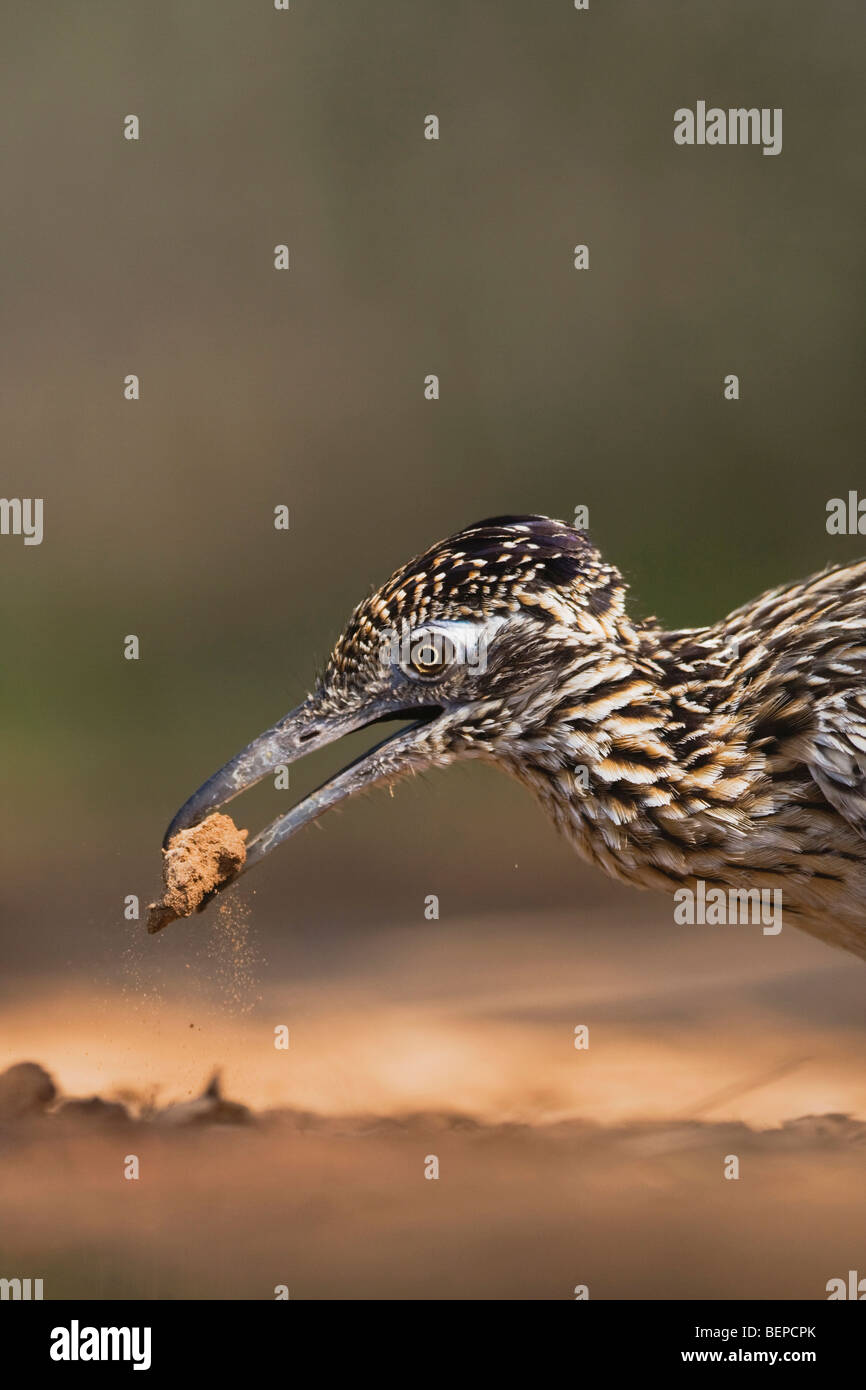 Dust baths hi-res stock photography and images - Alamy