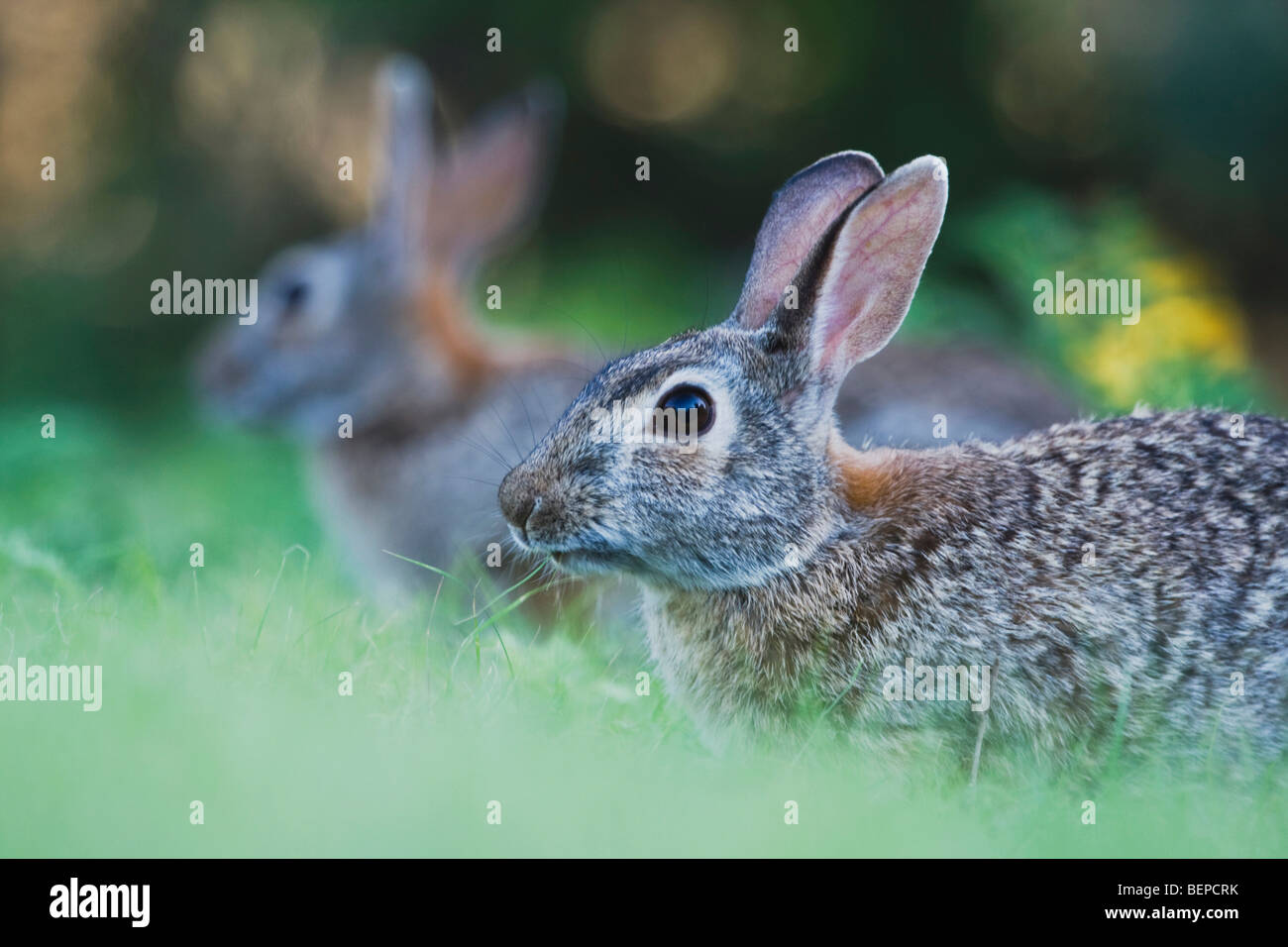 Sylvilagus floridanus garden hi-res stock photography and images - Alamy