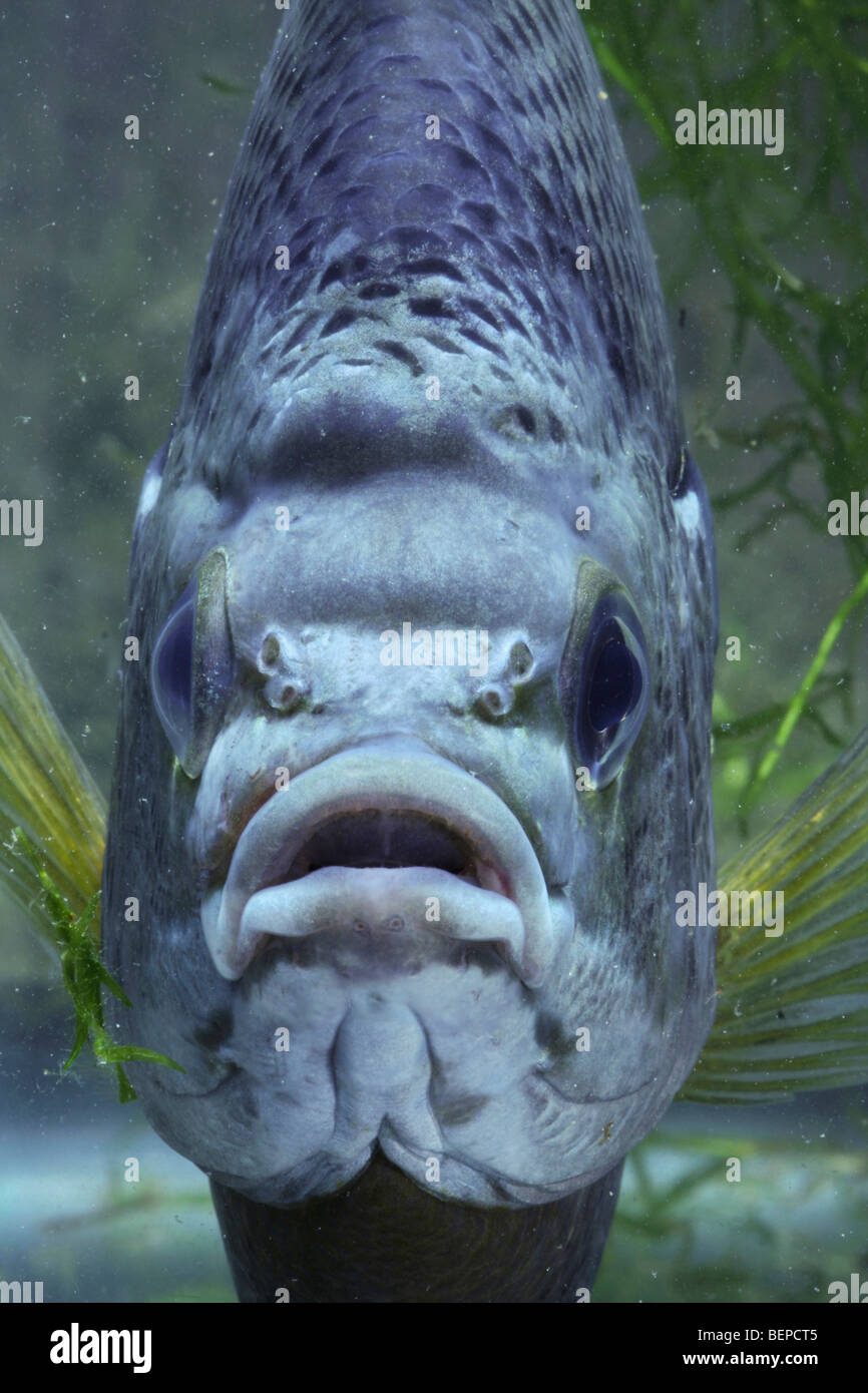 Bluegill (Lepomis macrochirus), male, Rio Grande Valley, Texas, USA ...