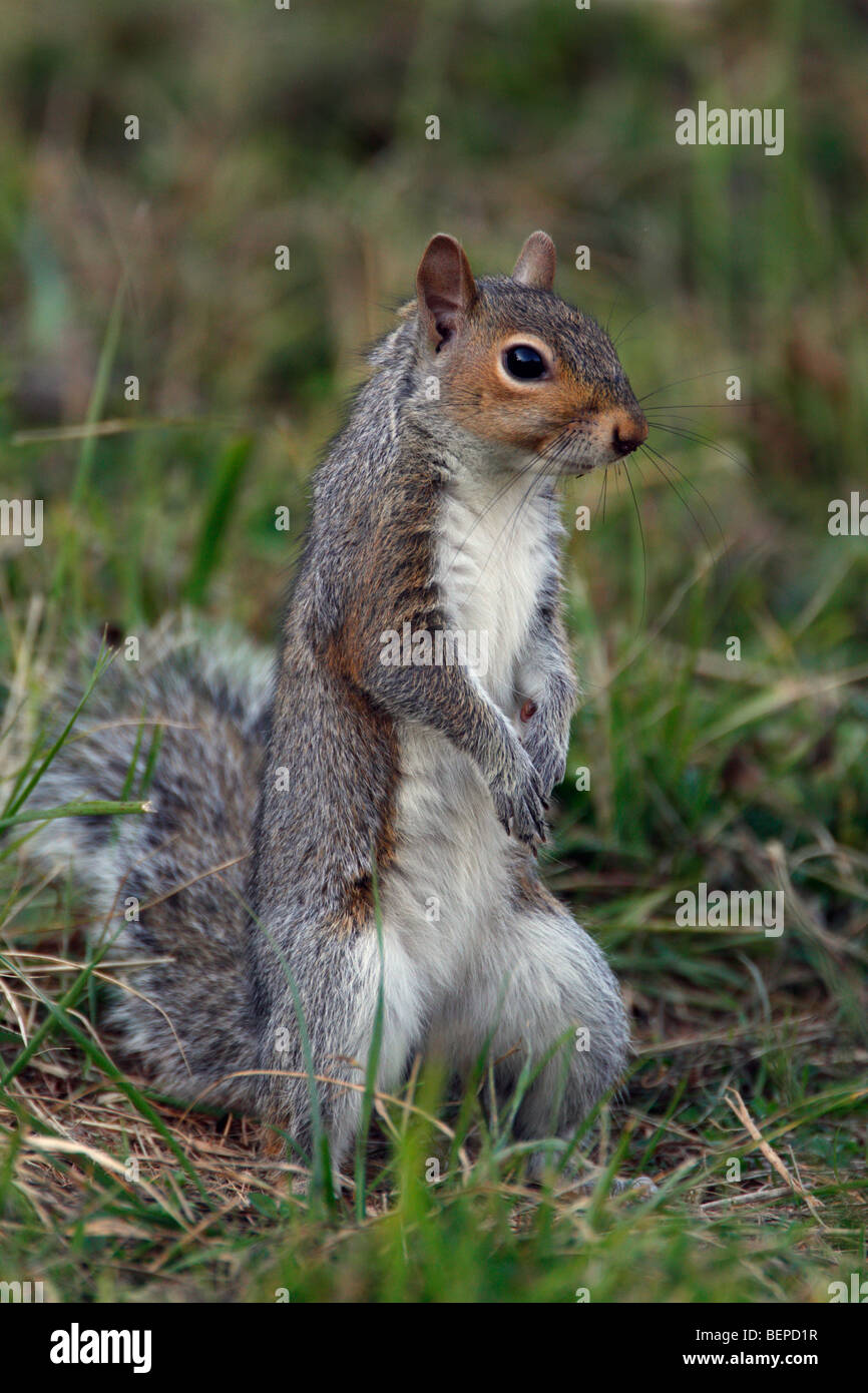 Sciurus carolinensis hi-res stock photography and images - Alamy