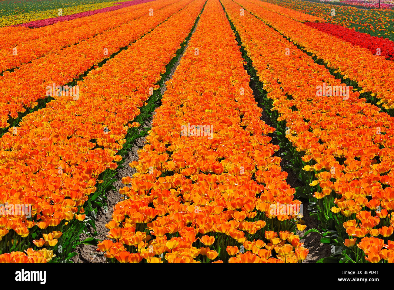 Field with rows of coloured cultivated tulips (Tulipa sp.) in Holland ...