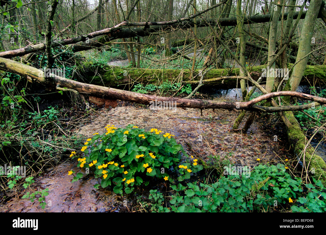 Kingcup / Marsh marigold (Caltha palustris) in marshland / swamp Stock ...