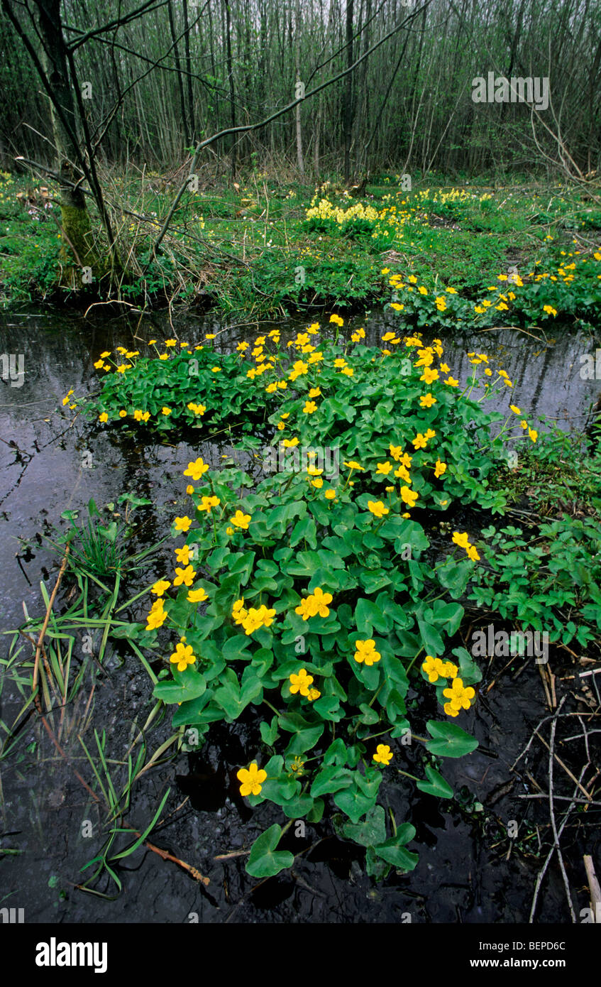 Marshland plants uk hi-res stock photography and images - Alamy