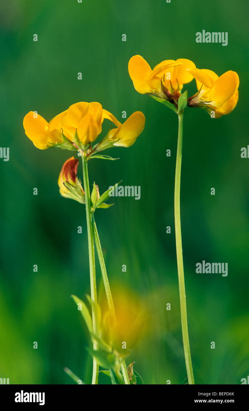 Common bird's foot trefoil / Birdfoot deervetch (Lotus corniculatus) in ...