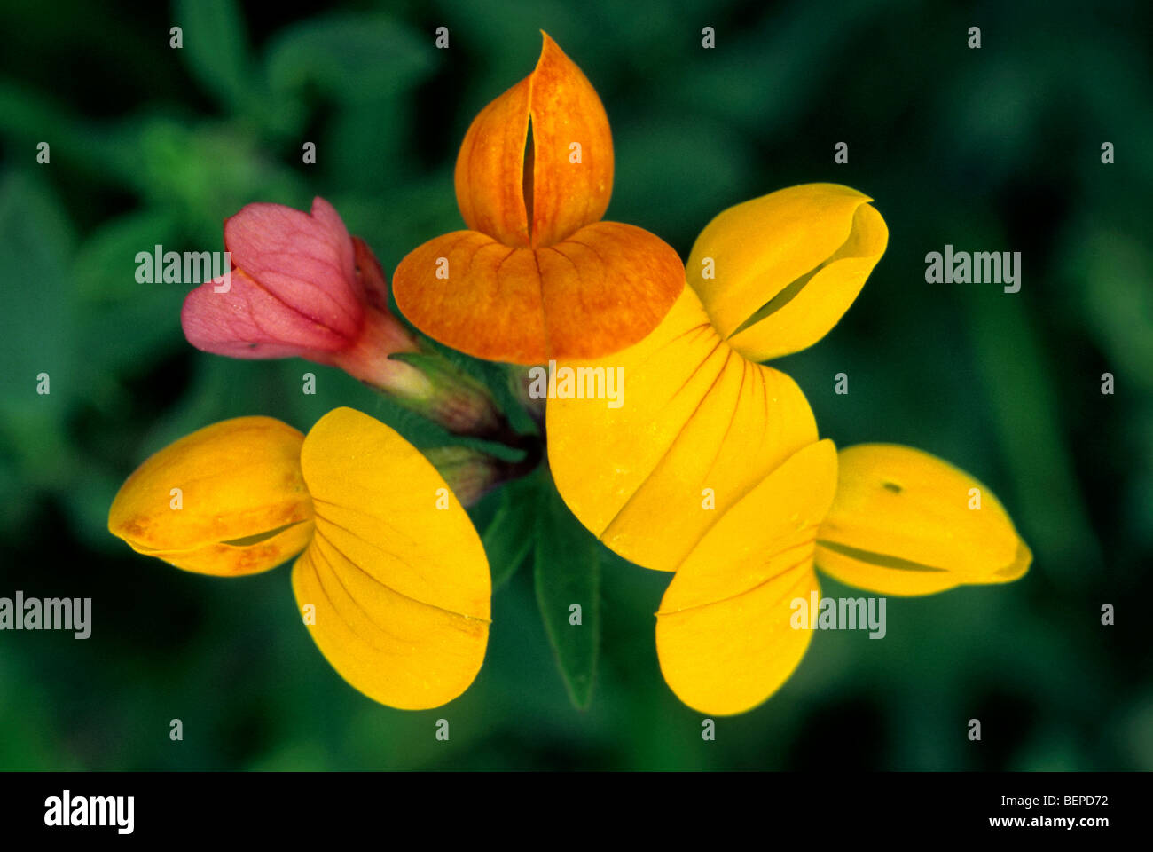Common bird's-foot trefoil / Birdfoot deervetch (Lotus corniculatus) in ...