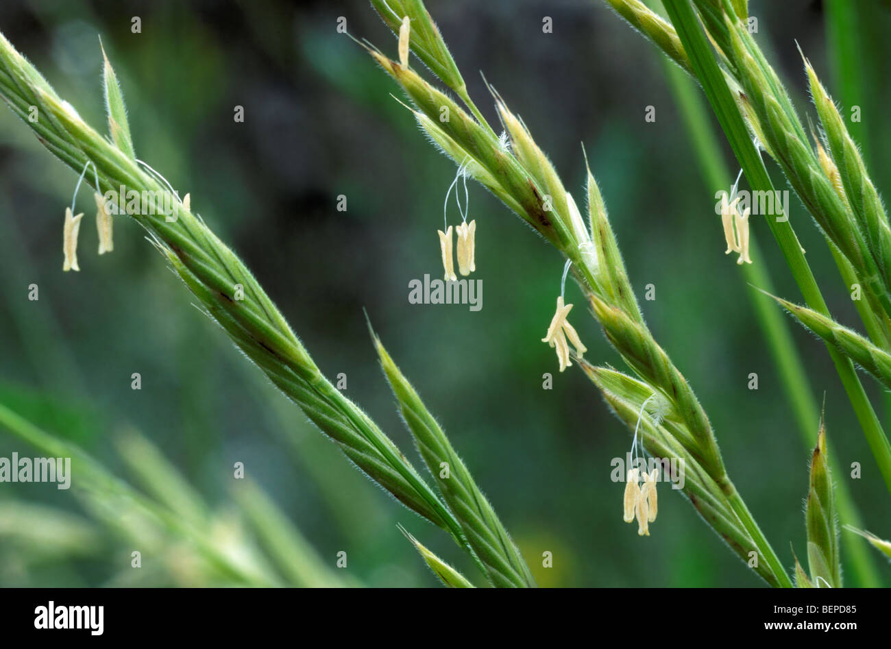 Seeds seed stalks grass hi-res stock photography and images - Alamy