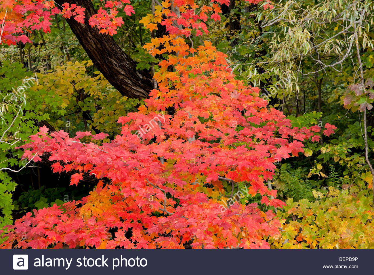 Acer Saccharum Autumn High Resolution Stock Photography and Images - Alamy